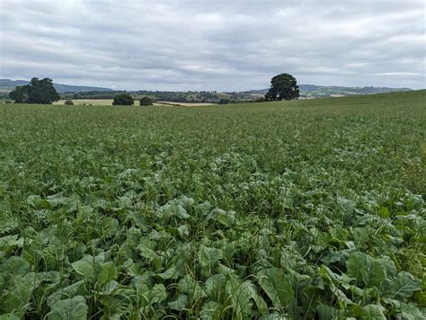 Stubble Turnips Page 15 The Farming Forum