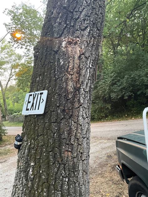 Hey There Lil Tree Fellar Who Carved You Native American Tools Tree Tree Trunk