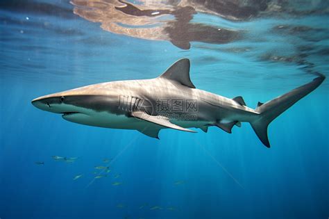 海水里的鲸鱼高清图片下载 正版图片600281670 摄图网 海水里的鲸鱼高清图片下载 正版图片600281670 摄图网