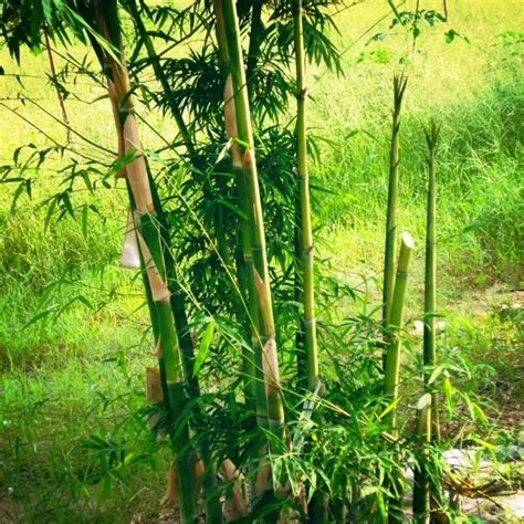 Pokok Buluh Madu Rebung Madu Lazada