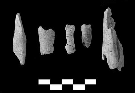 Calcined Bone Fragments From The Chamber Of Tomb 13 Showing Warping And