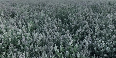 Catnip Buds Organically Grown In Usa From The Field