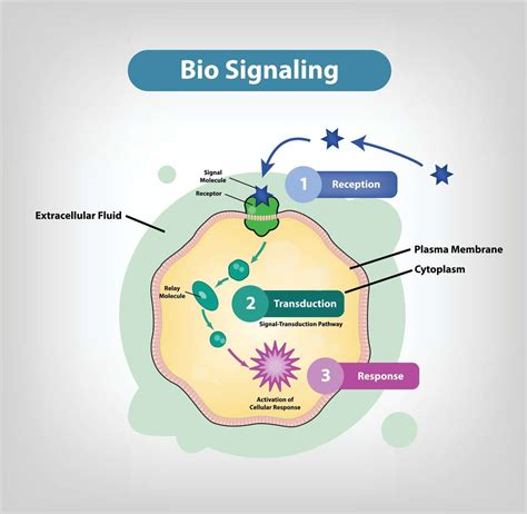 Signaling Pathway Analysis Creative Diagnostics