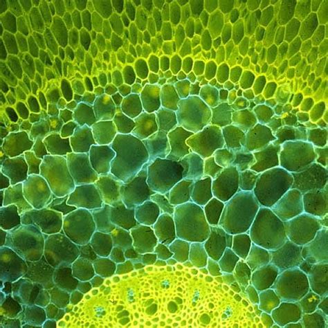 Microscopic Patterns In Nature