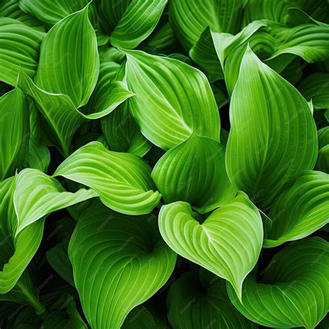 Hosta Leaves Texture Background Hostas Leaf Nature Pattern Big Daddy Leaves Plantain Lilies