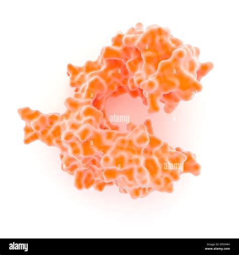 Dna Polymerase Molecule Stock Photo Alamy