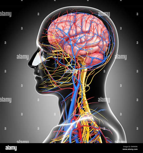 Dessin Du Système Nerveux Photo Stock Alamy