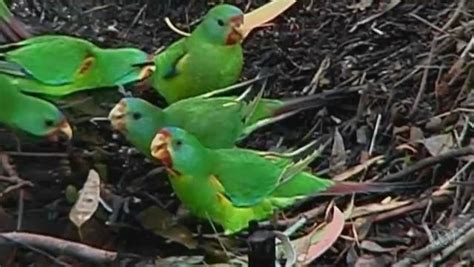 Catalyst Swift Parrots Abc Education