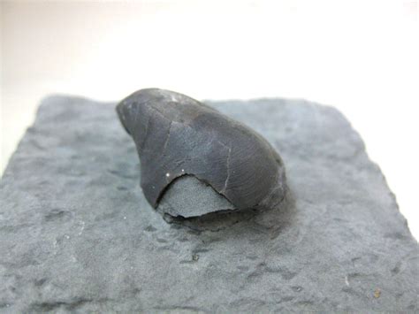 Indiana Platyceras Gastropod 7 Fossils For Sale