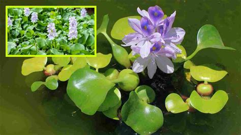 Artificial Water Hyacinth At Savannah Eades Blog