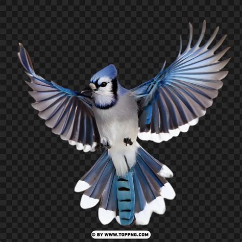 Small Blue Jay Flying Bird Toppng
