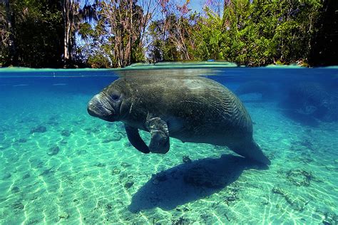 Manatees On Fort Myers Beach Visit Fort Myers Beach