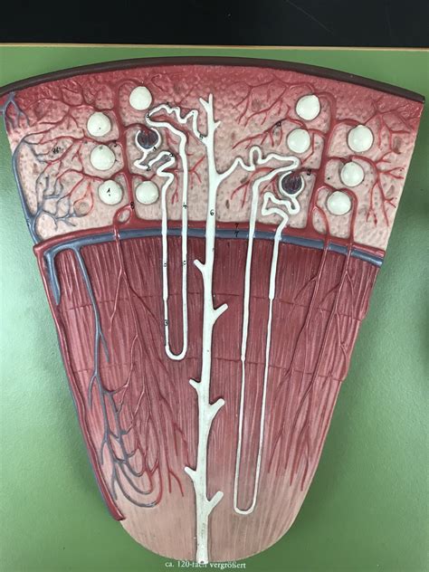 Diagram Of Renal Pyramid Quizlet