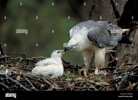 White Bellied Sea Eagle Haliaeetus Leucogaster Female Feeding Chick In