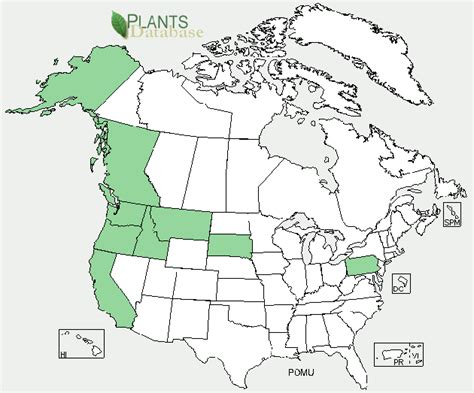Western Sword Fern Dieback Wsu Urban Forest Health Lab Washington