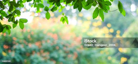 พื้นหลังธรรมชาติ เบลอสวนต้นไม้สีเขียวกลางแจ้งที่มีพื้นหลังแสงโบเก้ แบนเนอร์ฤดูใบไม้ผลิ ภาพสต็อก