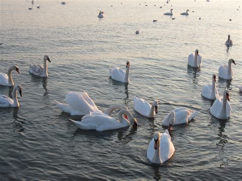 Ветеринарен кабинет Ветеринарен кабинет д р Драгоманов