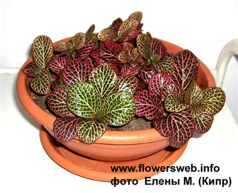 Фиттония - Все о комнатных растениях на flowersweb.info