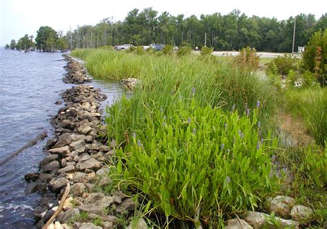 Strategies Naturally Resilient Communities