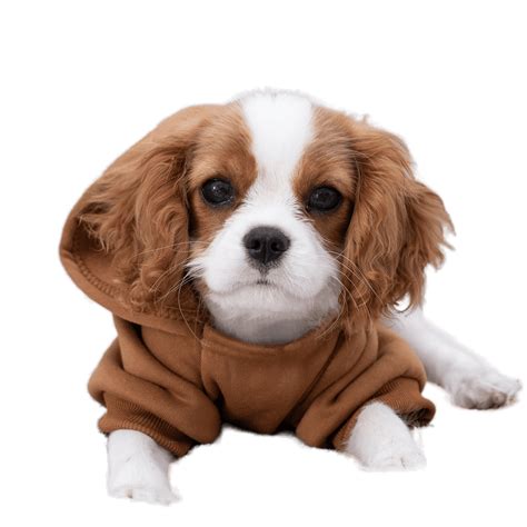 Cavalier King Charles Spaniels Friendly Playful And Affectionate