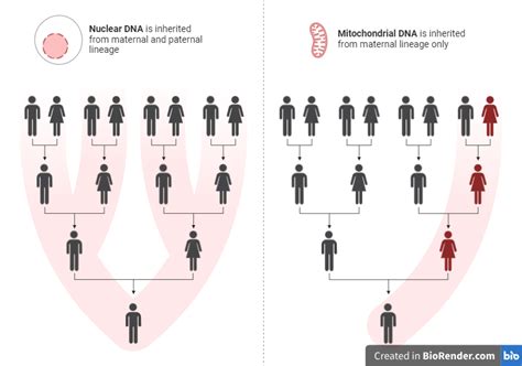Extrachromosomal Inheritance Introduction Types Examples Sciencevivid