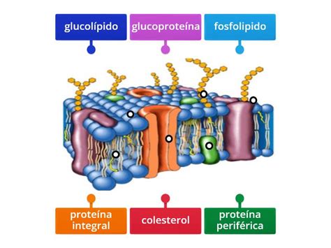 Membrana CitoplasmÁtica Labelled Diagram