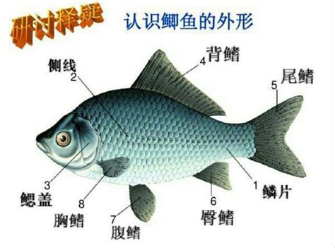 鱼的结构百度知道