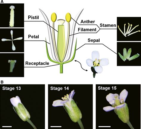 Arabidopsis Thaliana Flower