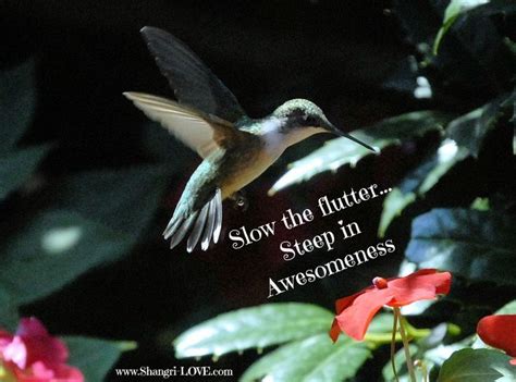 Slow The Flutter Flutter Inspiration Slow