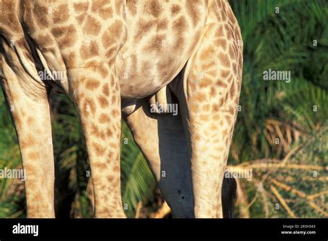 Giraffes Giraffa Camelopardalis Ungulates Even Toed Ungulates