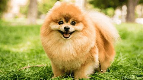 Jenis Anjing Terkenal Di Dunia Lengkap Dengan Ciri Fisik Dan Karakternya Niadi Net