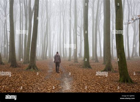 Tree Trees Fog Stock Photo Alamy
