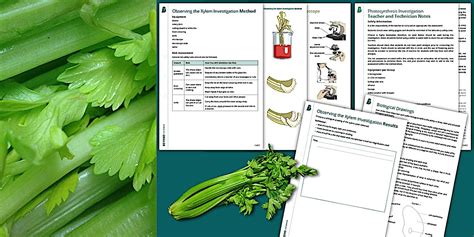 Observing The Xylem Investigation Beyond Science