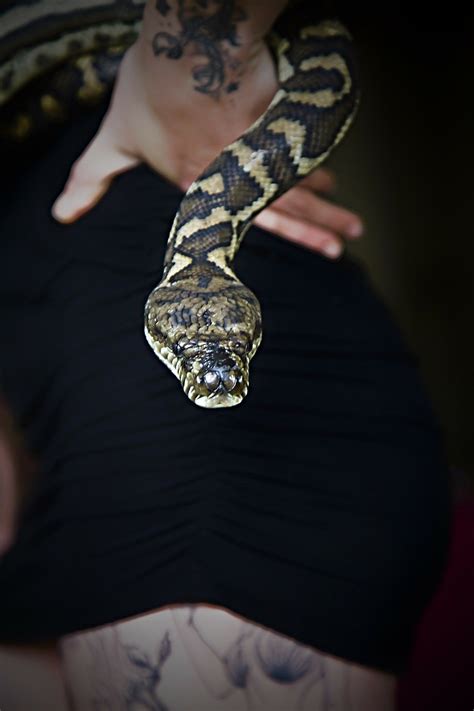 Download Free Photo Of Snake Snake Head Snakehead Python Reptile From Needpix Com