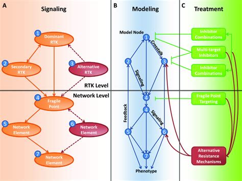 Features Of Rtk Coactivation Networks Download Scientific Diagram