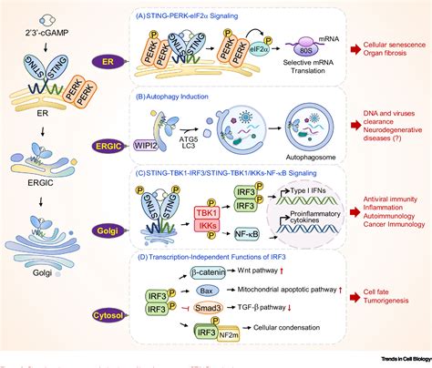 Figure 3 From Cellular Functions Of Cgas Sting Signaling Semantic Scholar
