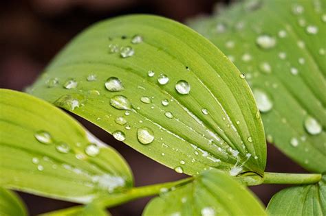 Spring Warbler Roundup