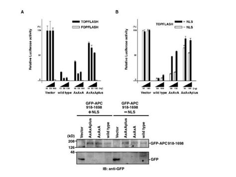 Function Of The Apc 1reducing The Levels Of Cytoplasmic Bcatenin By Binding To Axin 2 Nuclear