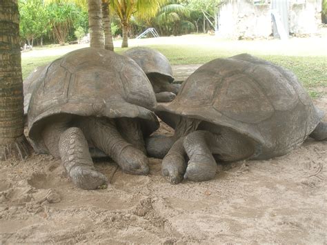 Aldabra Giant Tortoise Dipsochelys Dussumieri Seychelles Endemic