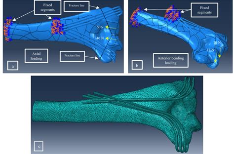 the loading and boundary conditions of fe models a axial compressive