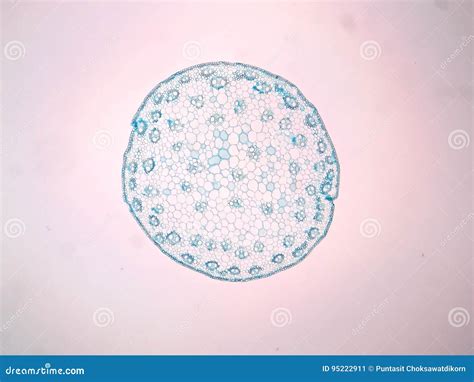 Cross Sections Of Plant Stem Under Microscope View Show Structure Of Collenchyma Cells Royalty