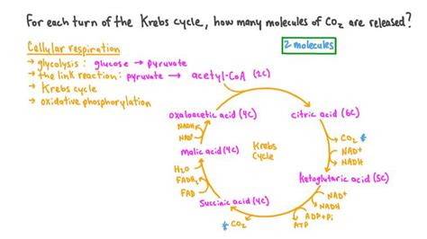 Lesson The Link Reaction And Krebs Cycle Nagwa