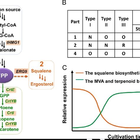 Pdf Sequential Control Of Biosynthetic Pathways For Balanced