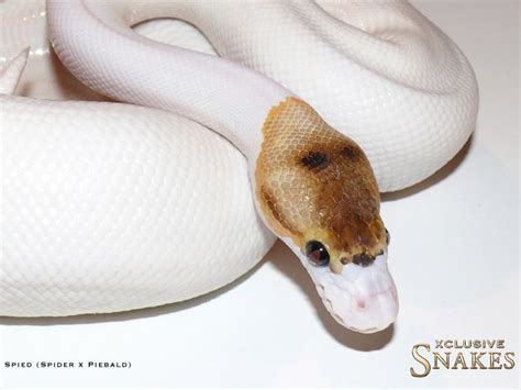 Morph List World Of Ball Pythons