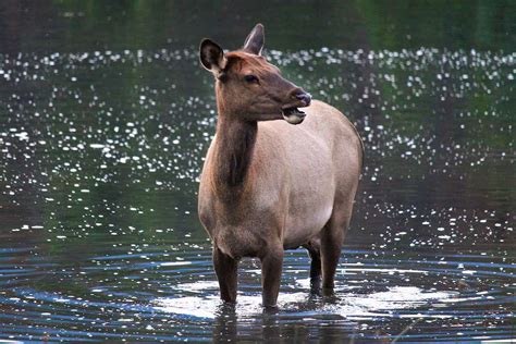 Cow Elk Calling Sounds At Esther Parr Blog