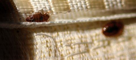 Bed Bug Size How To Identify These Pests ABC Blog