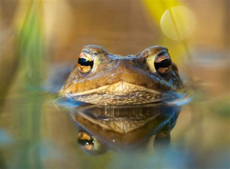 What Do Toads Eat Vet Reviewed Diet Facts And Faq Hepper
