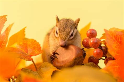 Картинки осень с животными для детей в школу и в детский сад