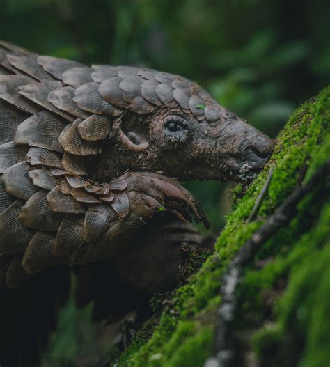 Pangolin Facts David Shepherd Wildlife Foundation