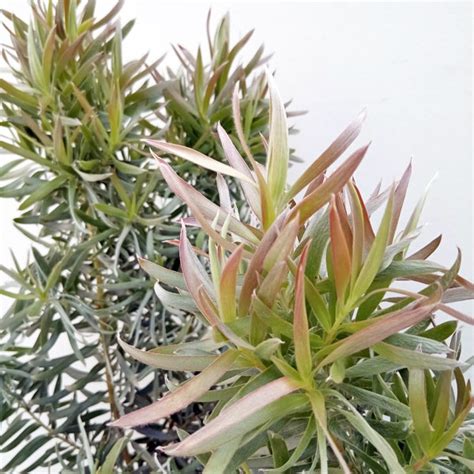 J F H F W V V V O 5 ・a ・ Width130px Height130px